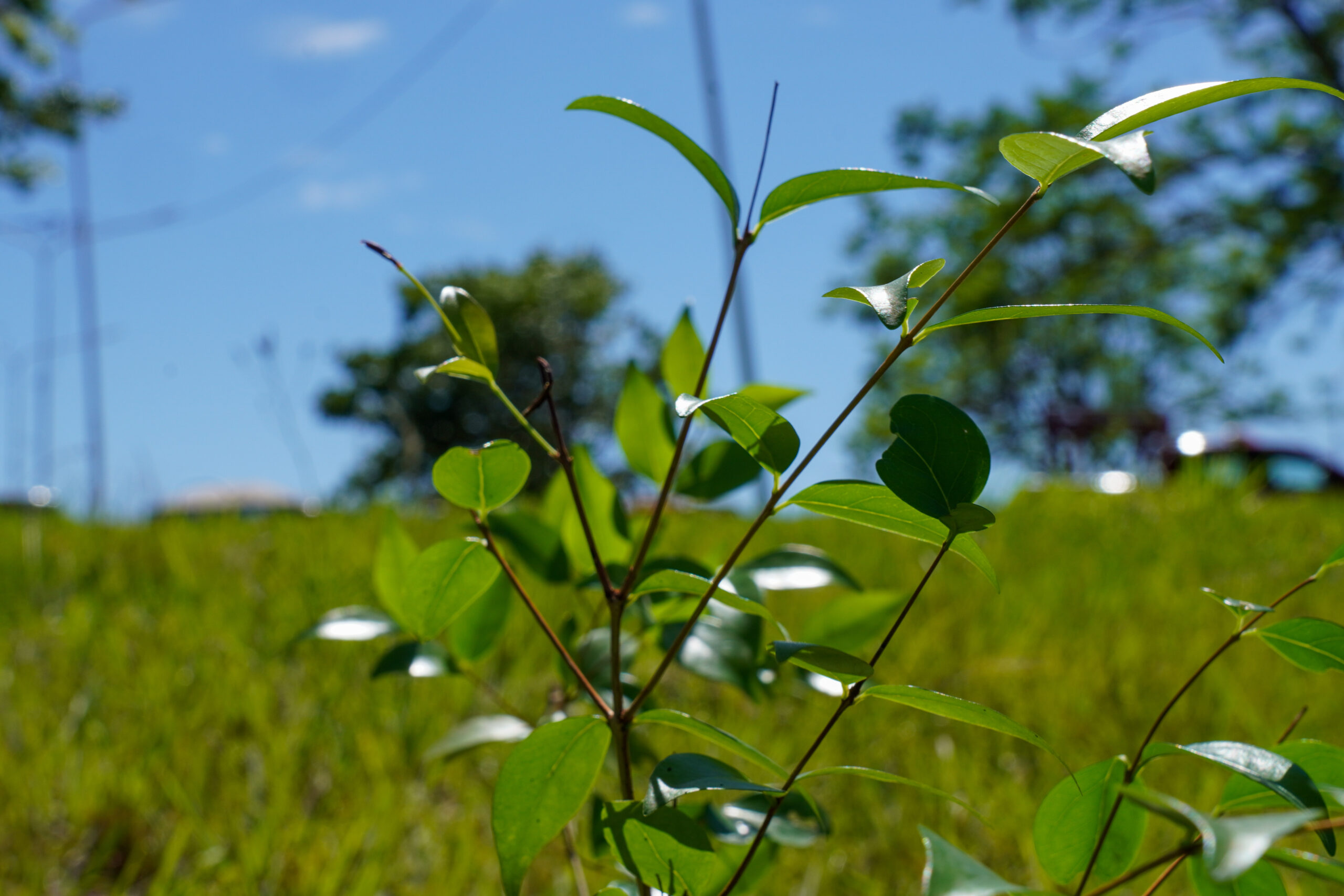 Misiones celebra la plantación de 100.000 árboles nativos para ...